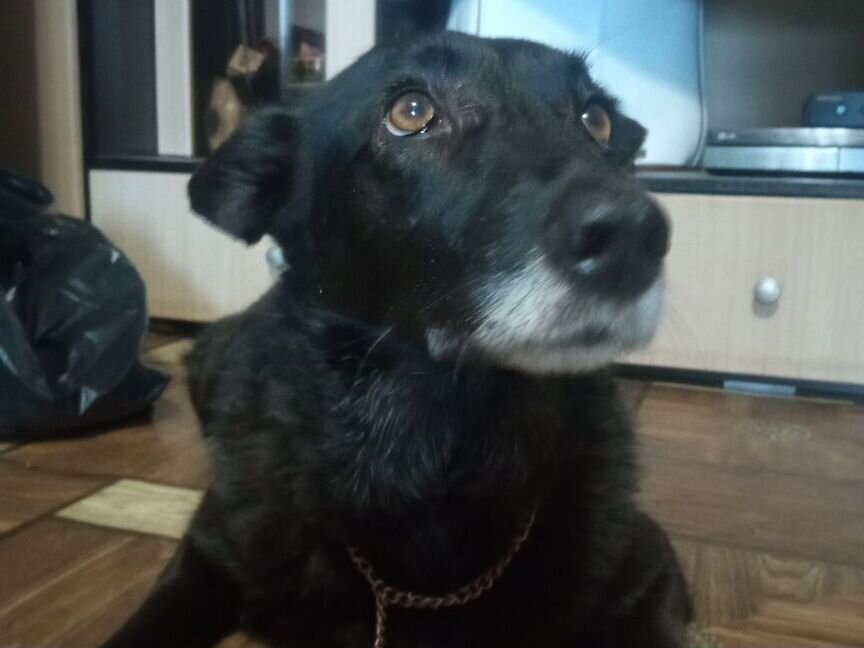 Собака в добрые руки отдам бесплатно