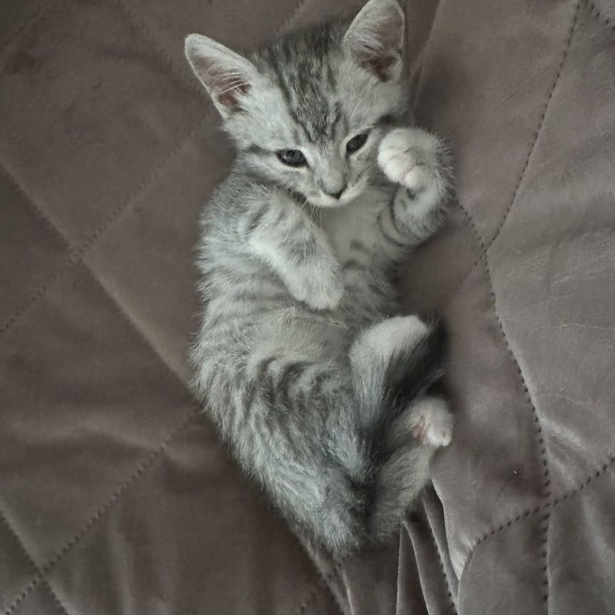 Шотланский котенок в добрый руки