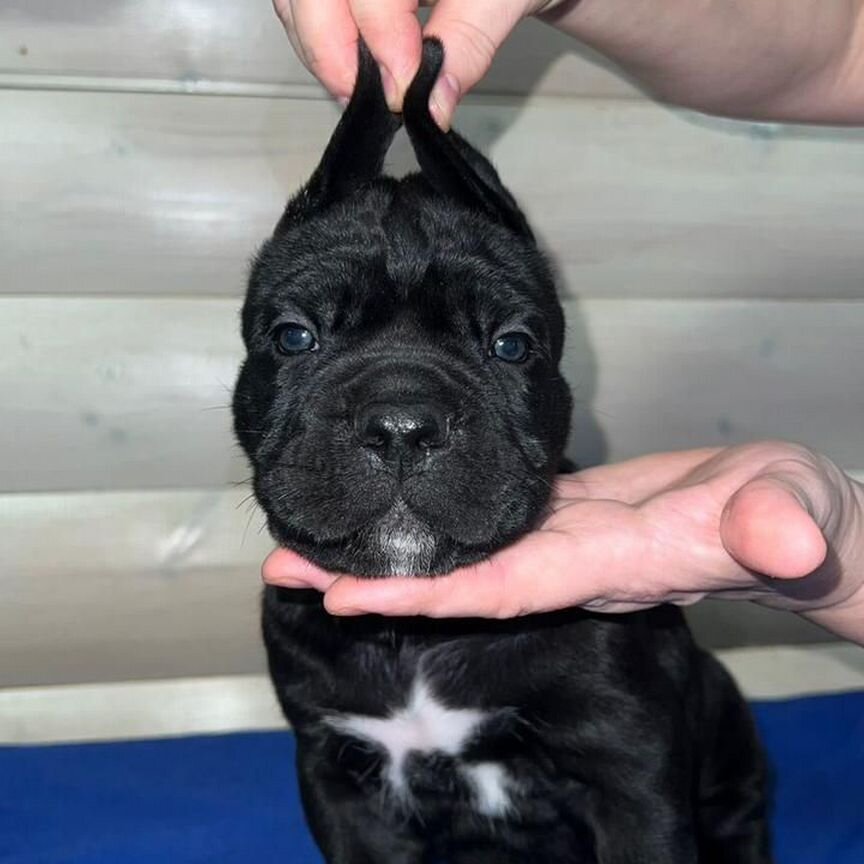 Щенок Кане-Корсо мальчик