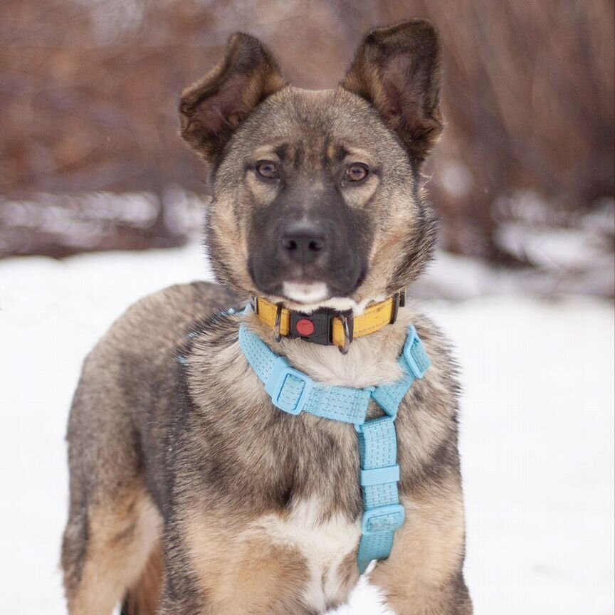 Щенок в добрые руки из приюта