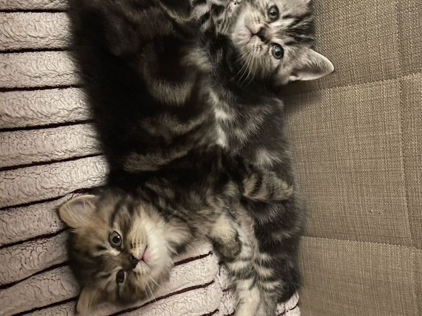 Британские котята