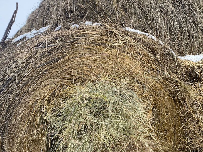 Сено в рулонах степное