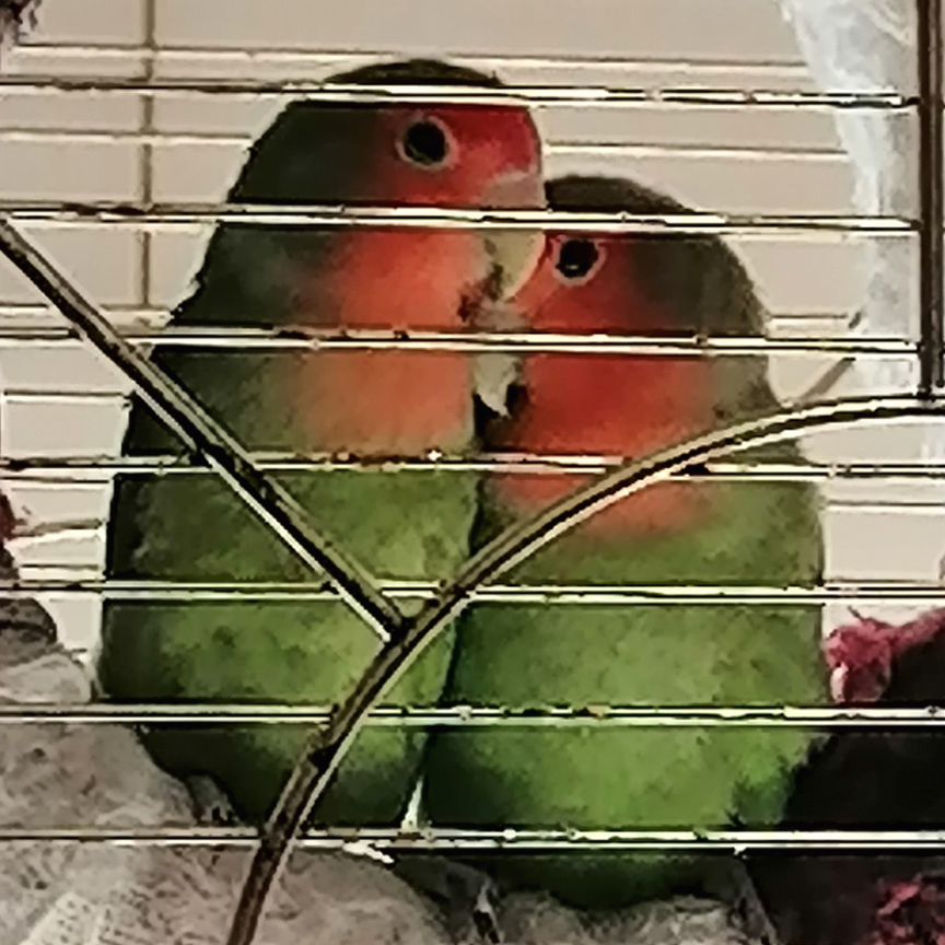 Подарю двух птичек попугаев-неразлучников с клетко