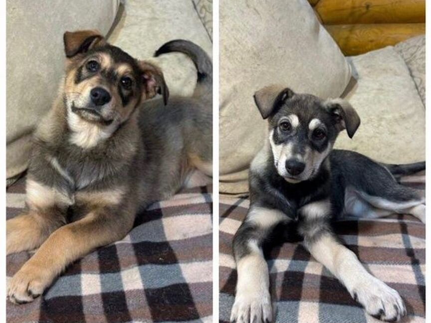 Малышки ищут дом