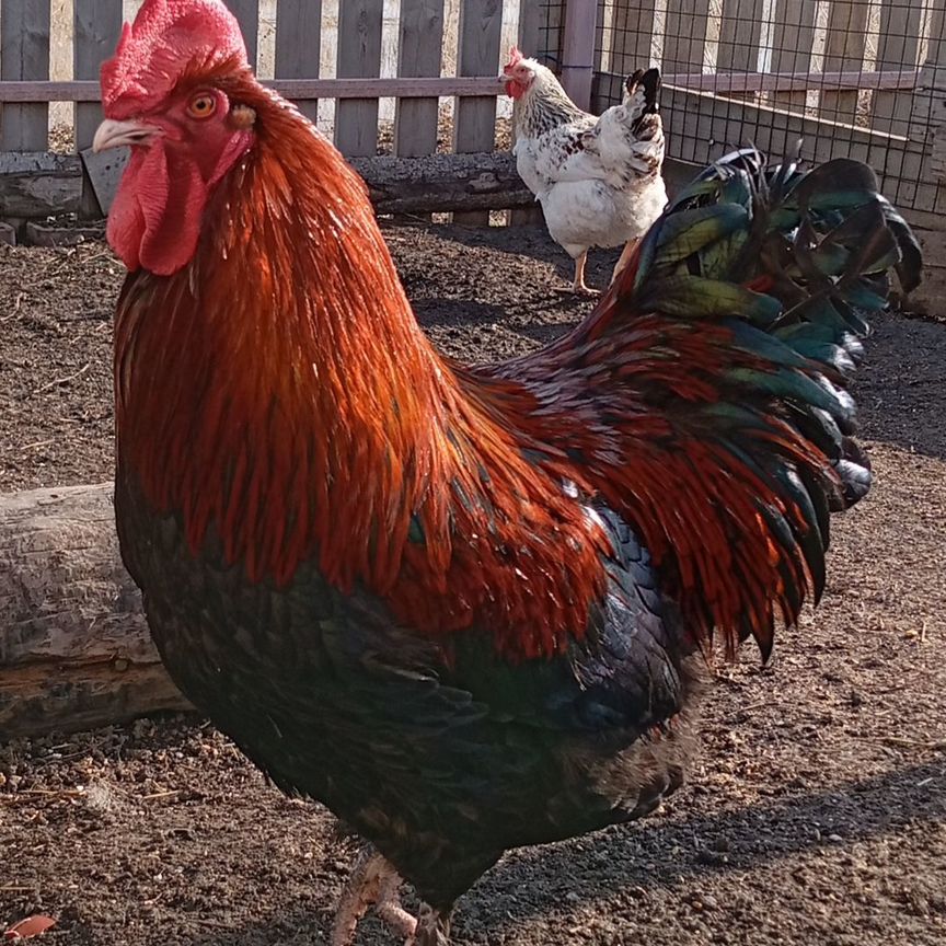 Петух Маран черно медный