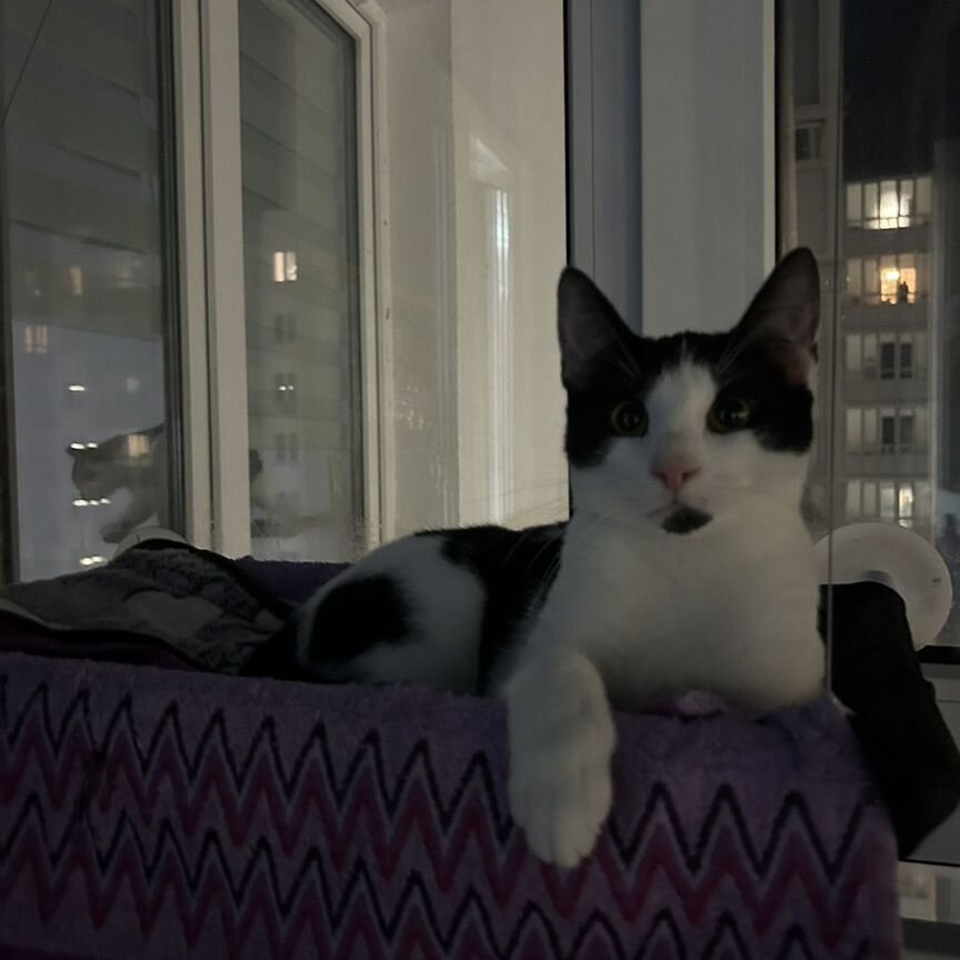 Котенок подросток