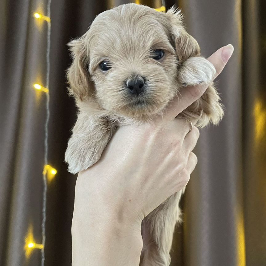 Мальтипу, щенок