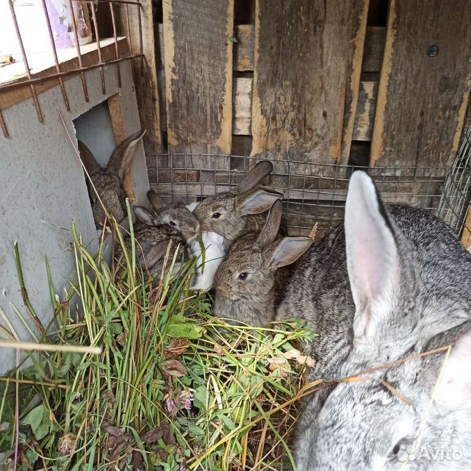 Кролики великаны