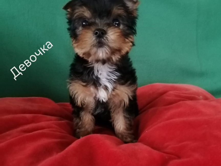 Кукольные йорки