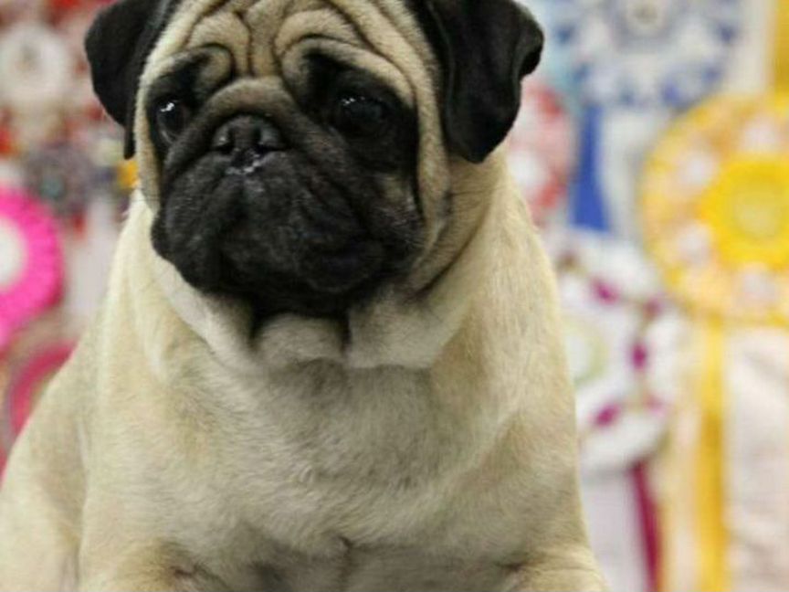 Мопс вязка мальчик