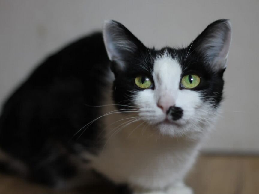 Кошка в дар бесплатно