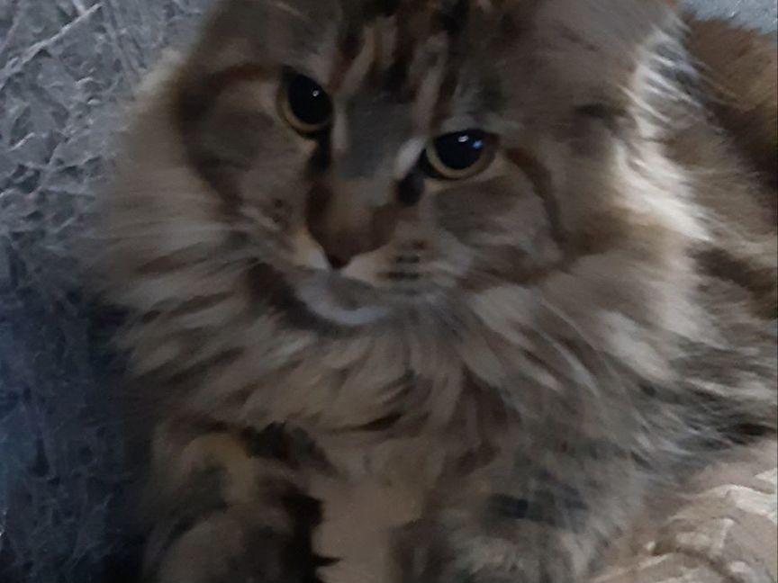 Кошка мэйнкун