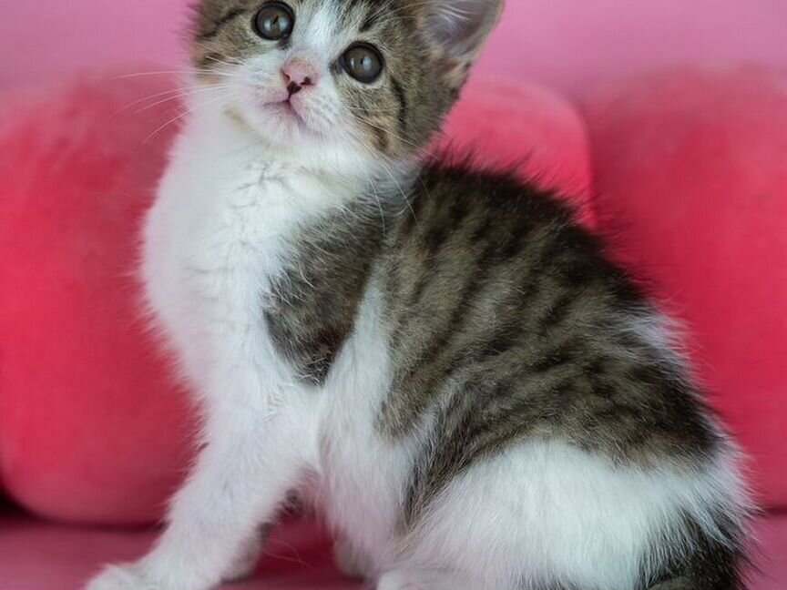 Кроху клевали вороны