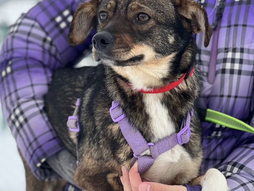 Маленькая собачка из приюта в добрые руки