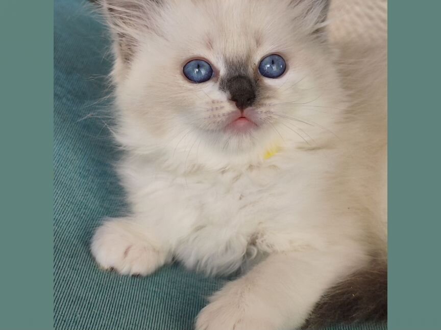 Голубая малышка рэгдолл с родословной