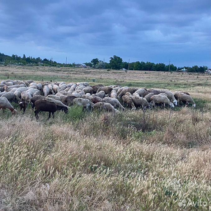 Продажа овец