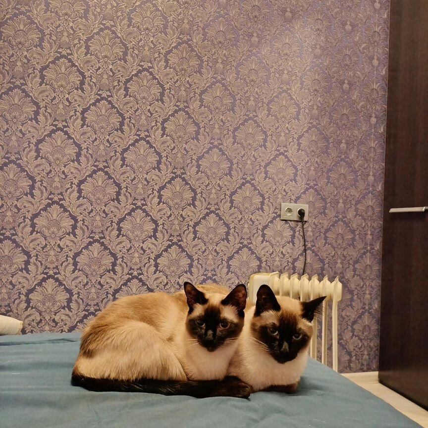 Тайские коты