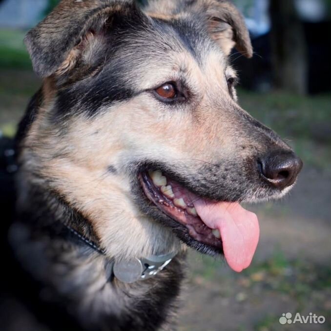 Собака Ирма