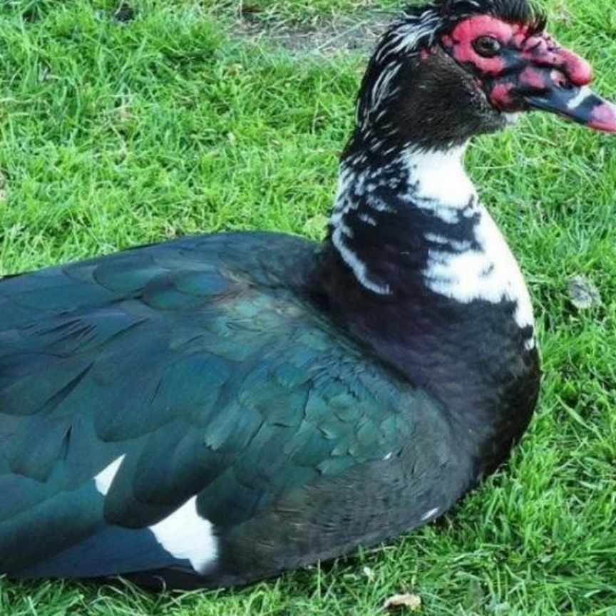 Мускусные утки