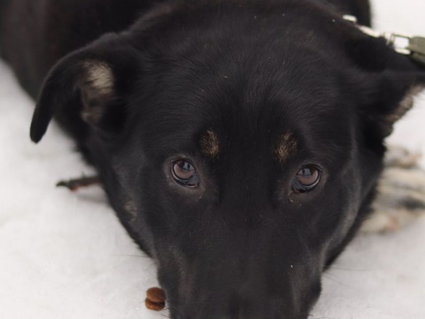 Грустный щенок