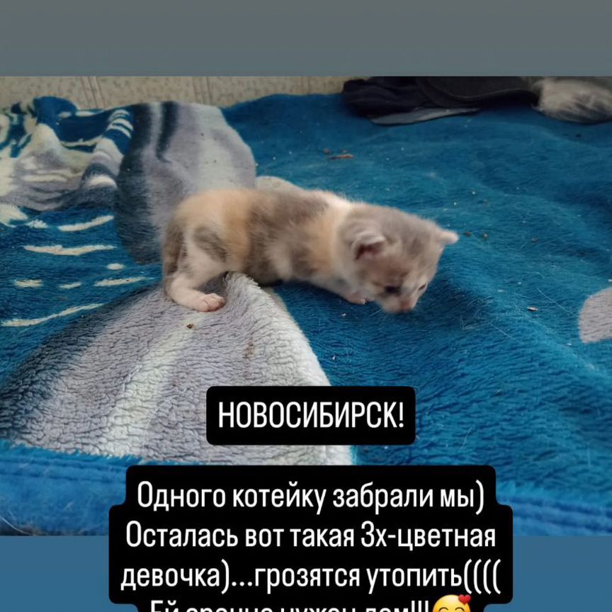 Котята в добрые руки