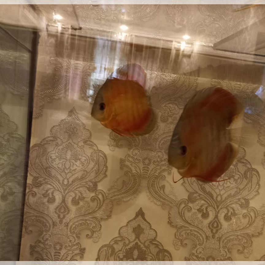 Дискусы