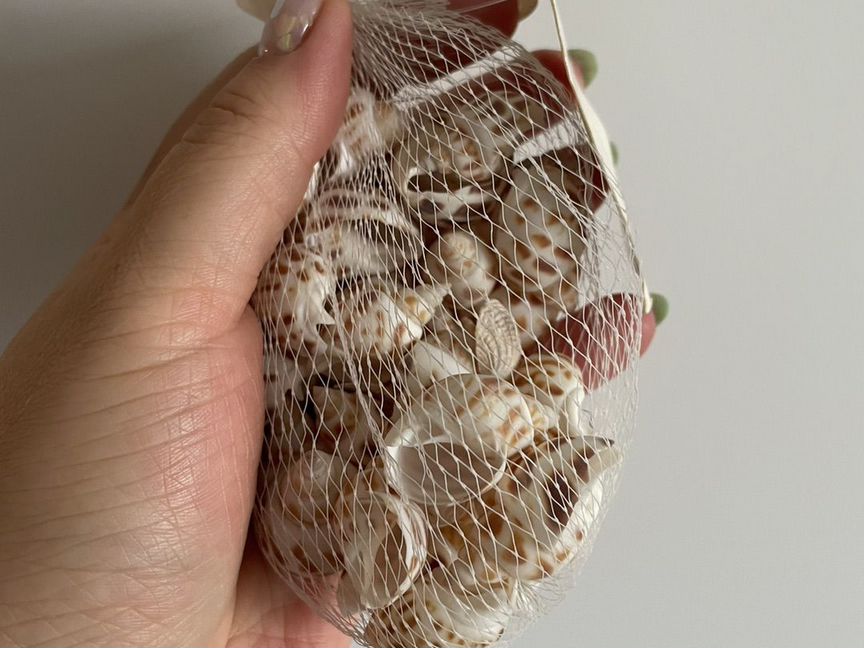 Морские ракушки