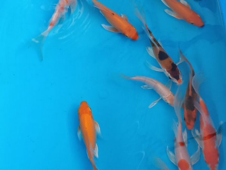 Карп кои вуалевые