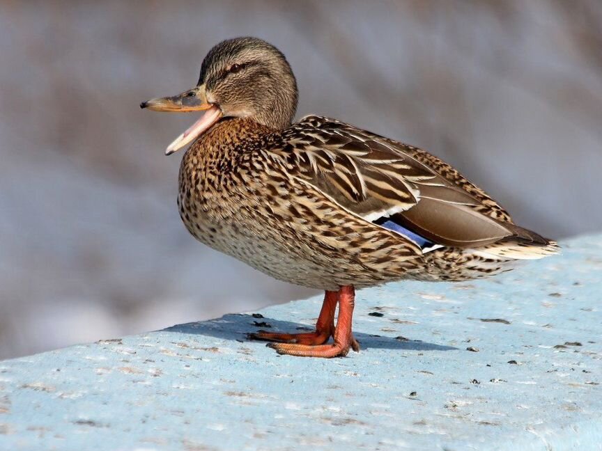 Подсадные утки