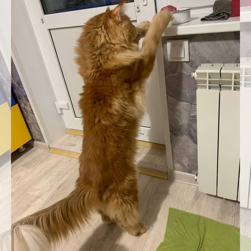 Мейн-кун котёнок