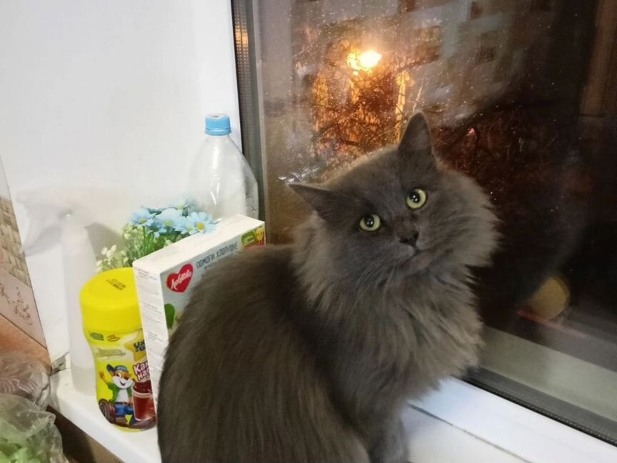 Котик Грей