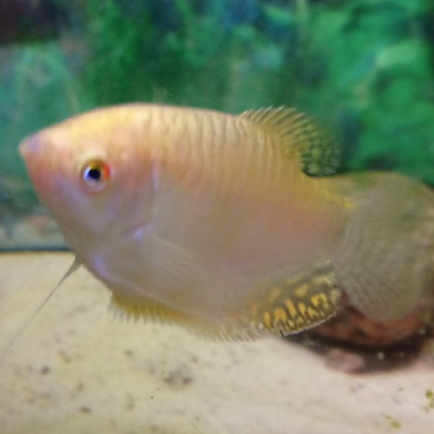 Аквариумные рыбки