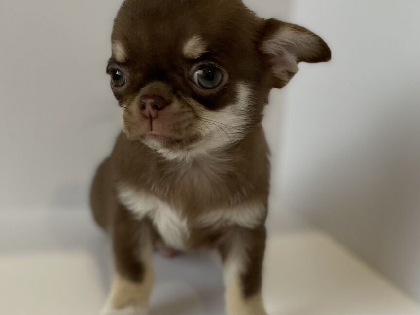Чихуахуа мальчик
