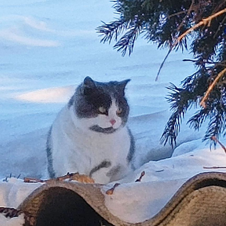Котенок 8 месяцев мальчик
