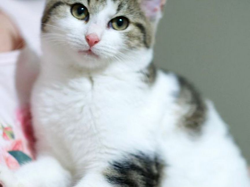 Ласковый котенок в добрые руки