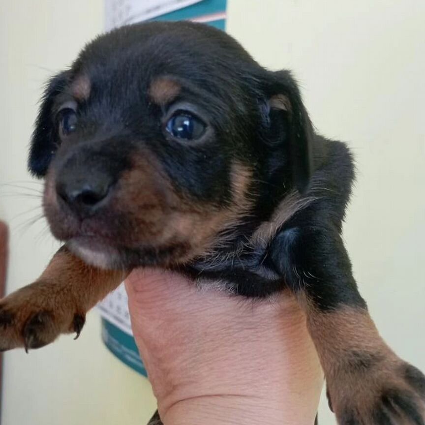 Такса, щенок