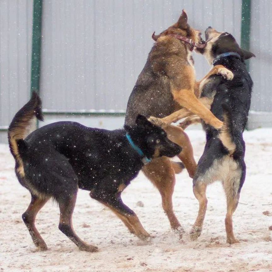 Песик в добрые руки