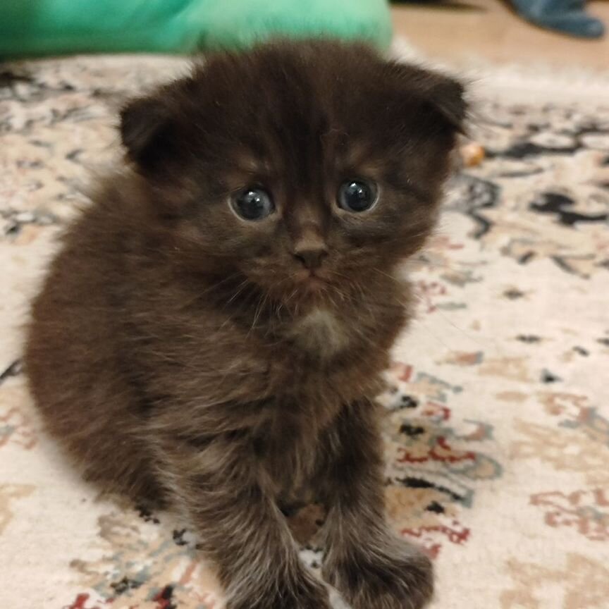 Котёнок