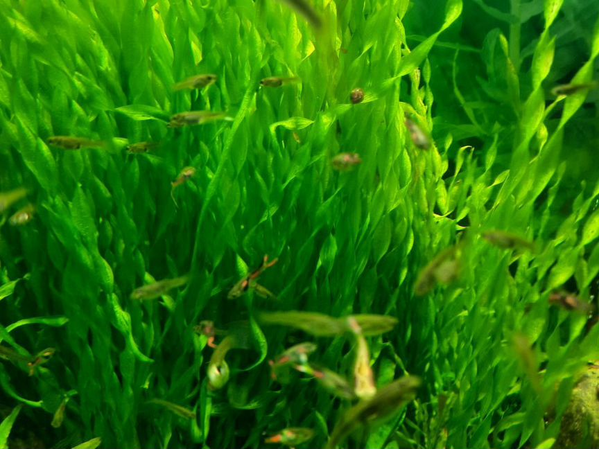 Аквариумное растение