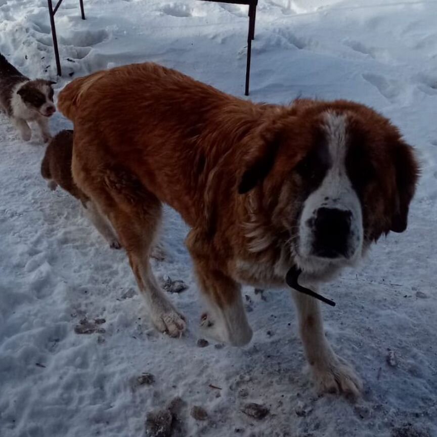Щенки московская сторожевая