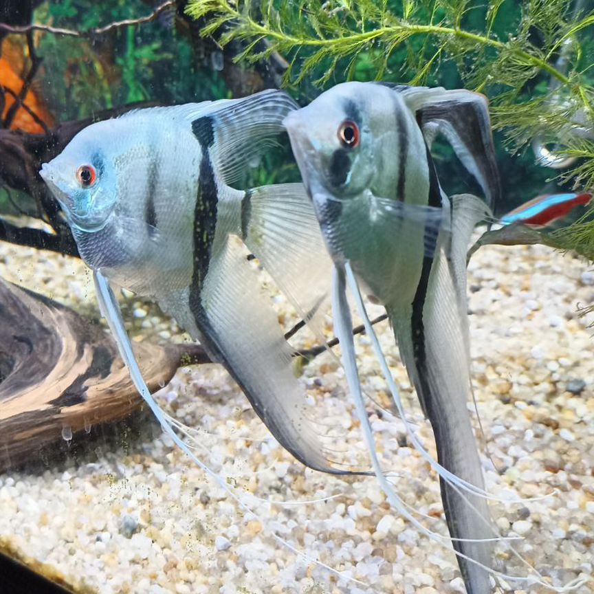 Продается скалярии голубая вуаль