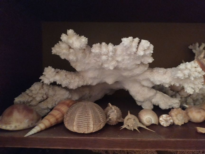 Украшения в рыбный магазин или аквариум