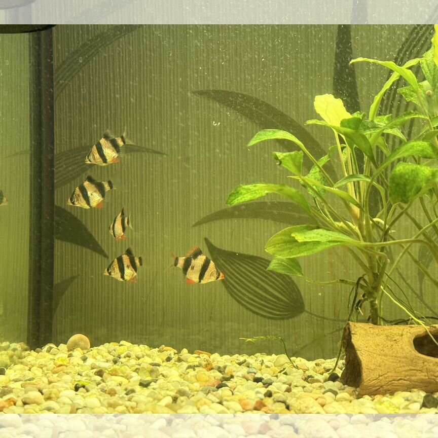 Рыбки барбусы