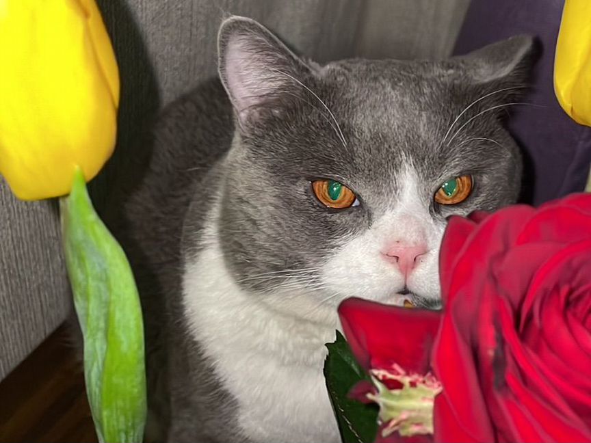 Британские котята от шикарных родителей