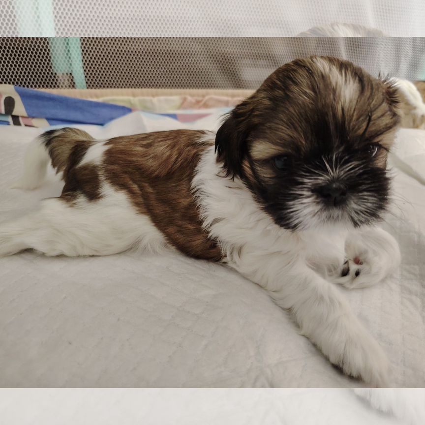 Ши-тцу, щенок