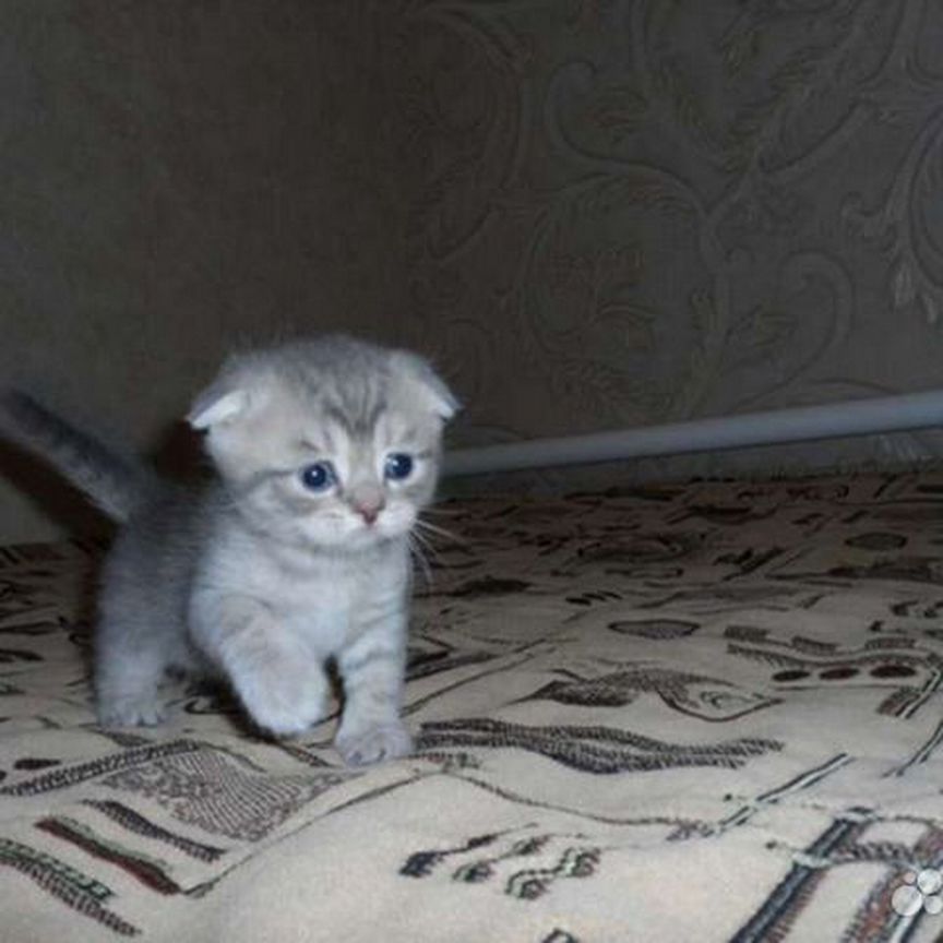 Шотландские серые котятки
