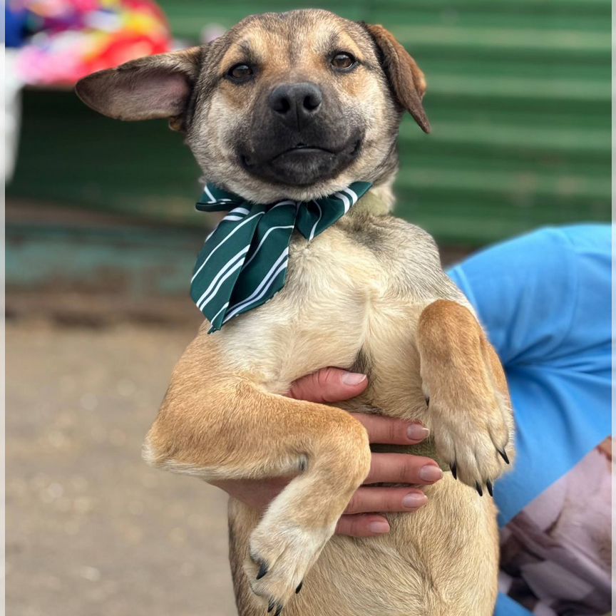 Щенок в добрые руки