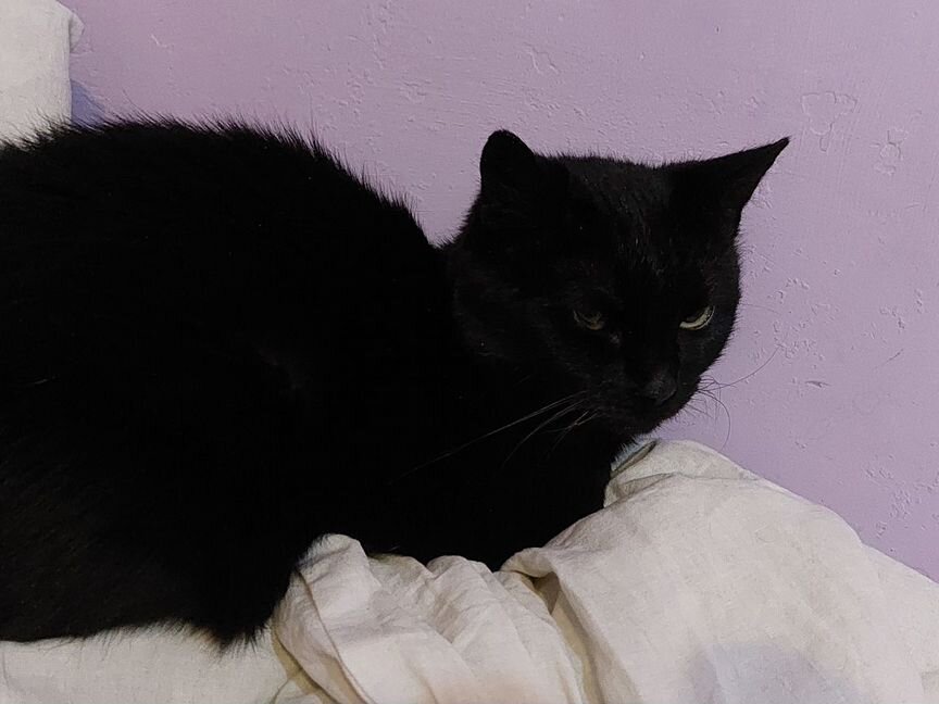 Нужна передержка для кошки