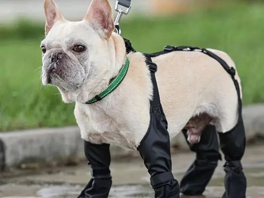 Обувь для собаки мелкой породы