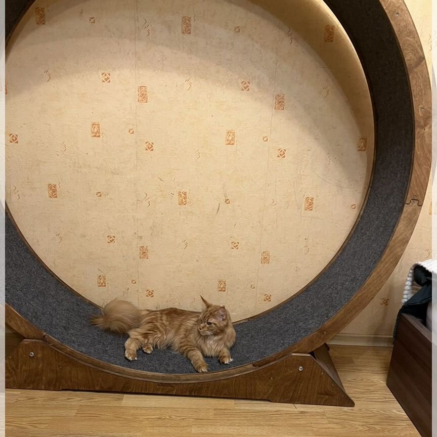 Беговое колесо для кошек